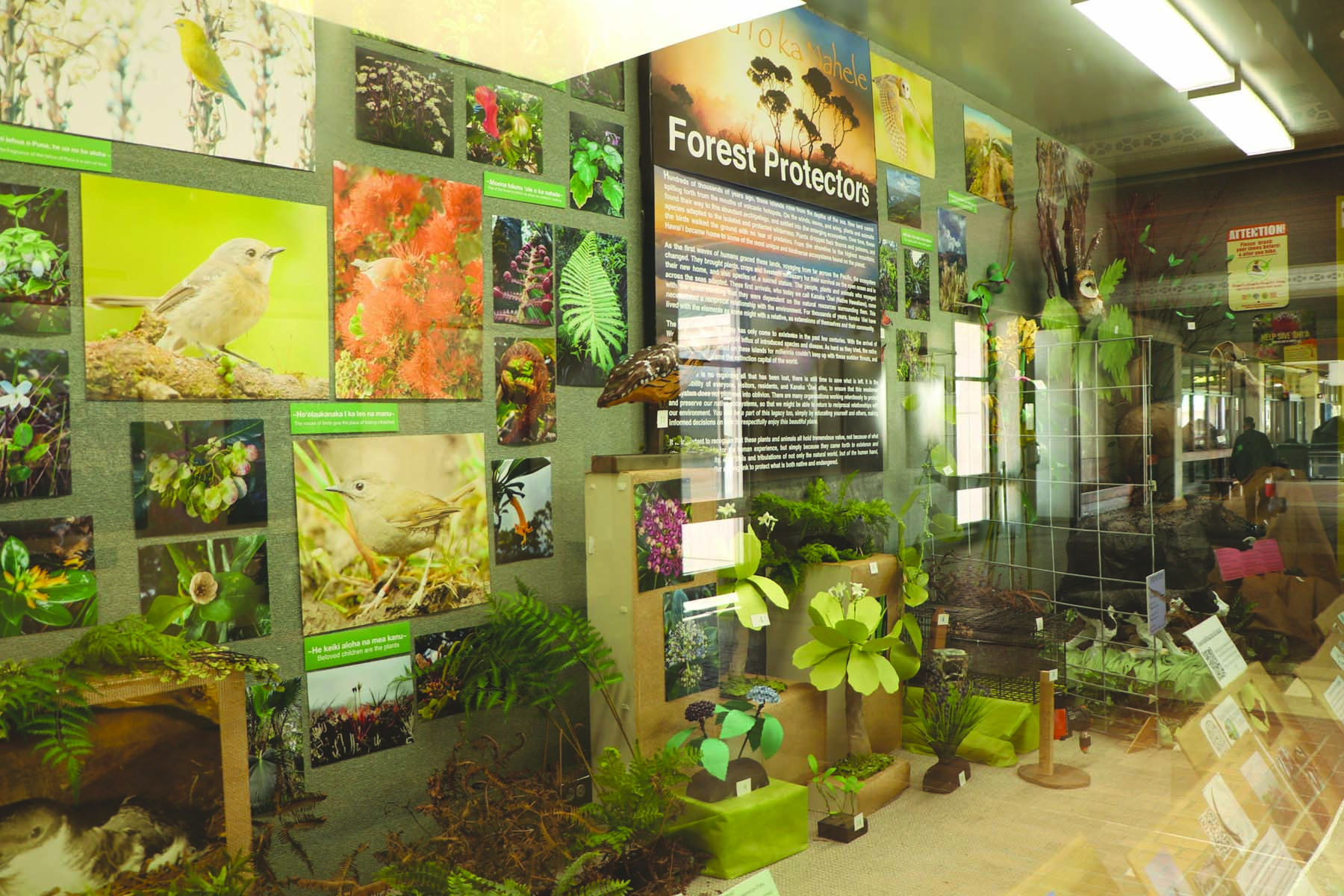 Lihue Airport window display highlights native forest birds | News ...